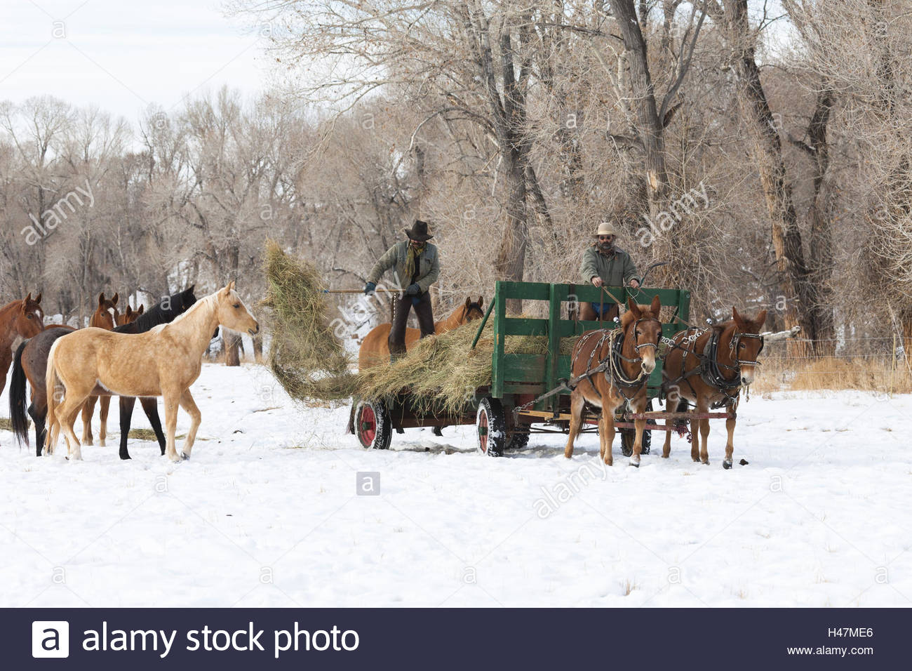 Two Mules Stock Photos & Two Mules Stock Images - Alamy