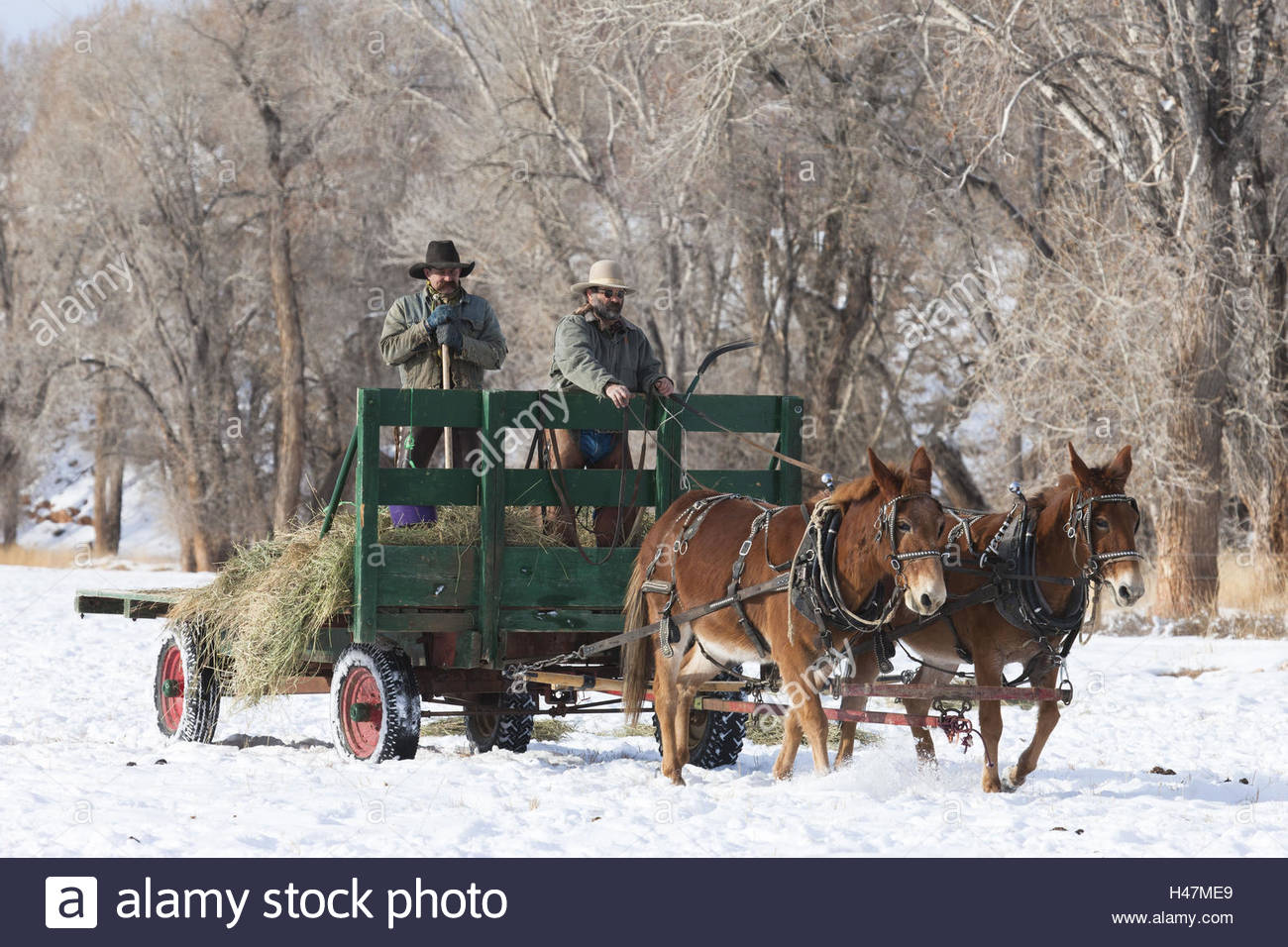 Drawn By Mules Stock Photos & Drawn By Mules Stock Images - Alamy