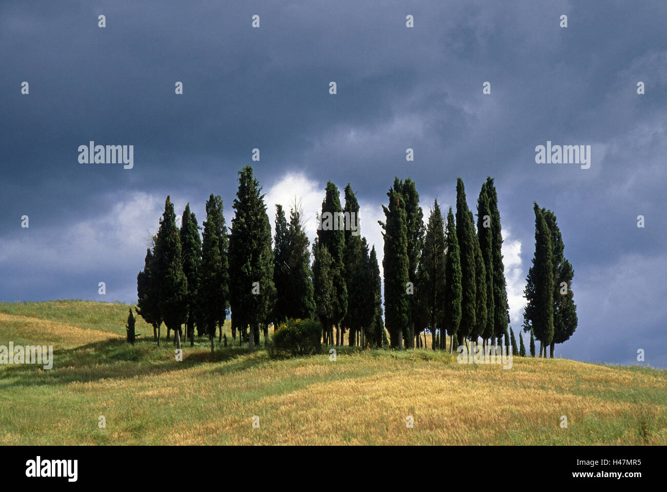 Cedars trees hi-res stock photography and images - Alamy