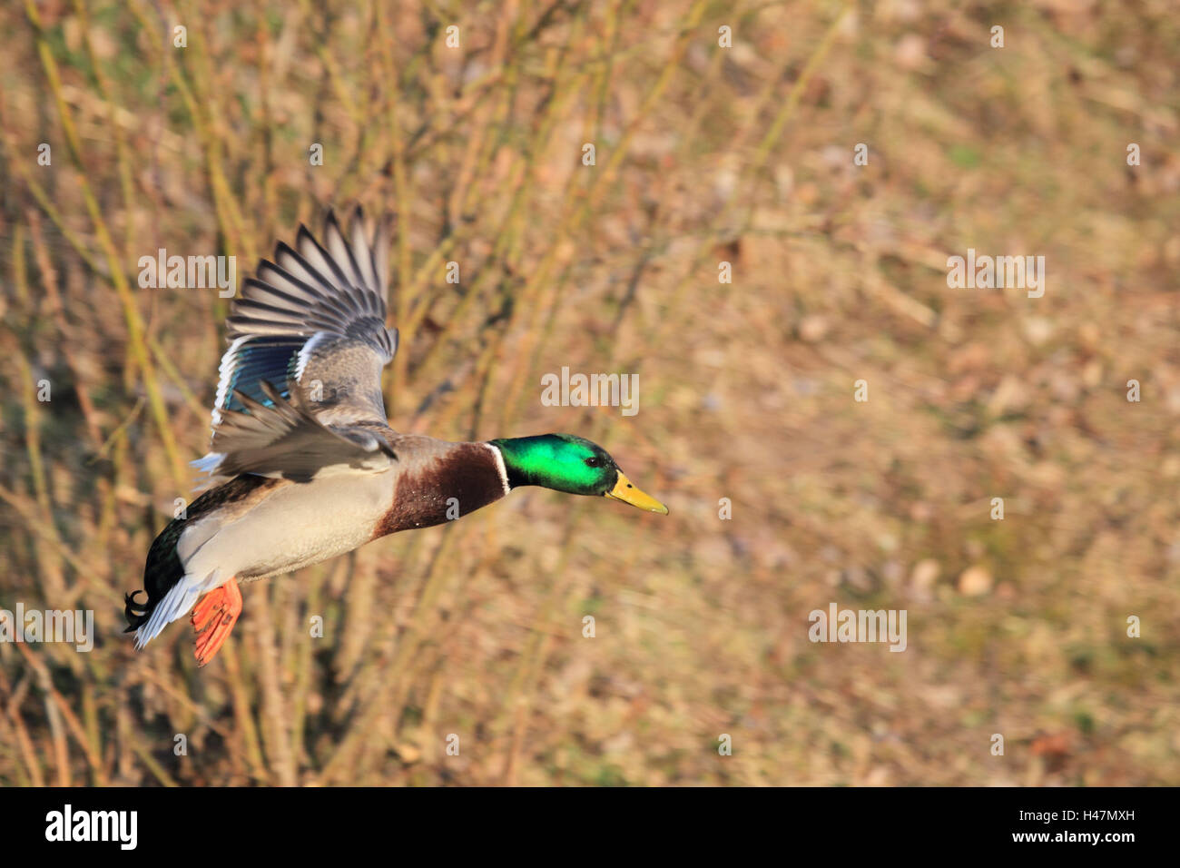 Format bird hi-res stock photography and images - Alamy