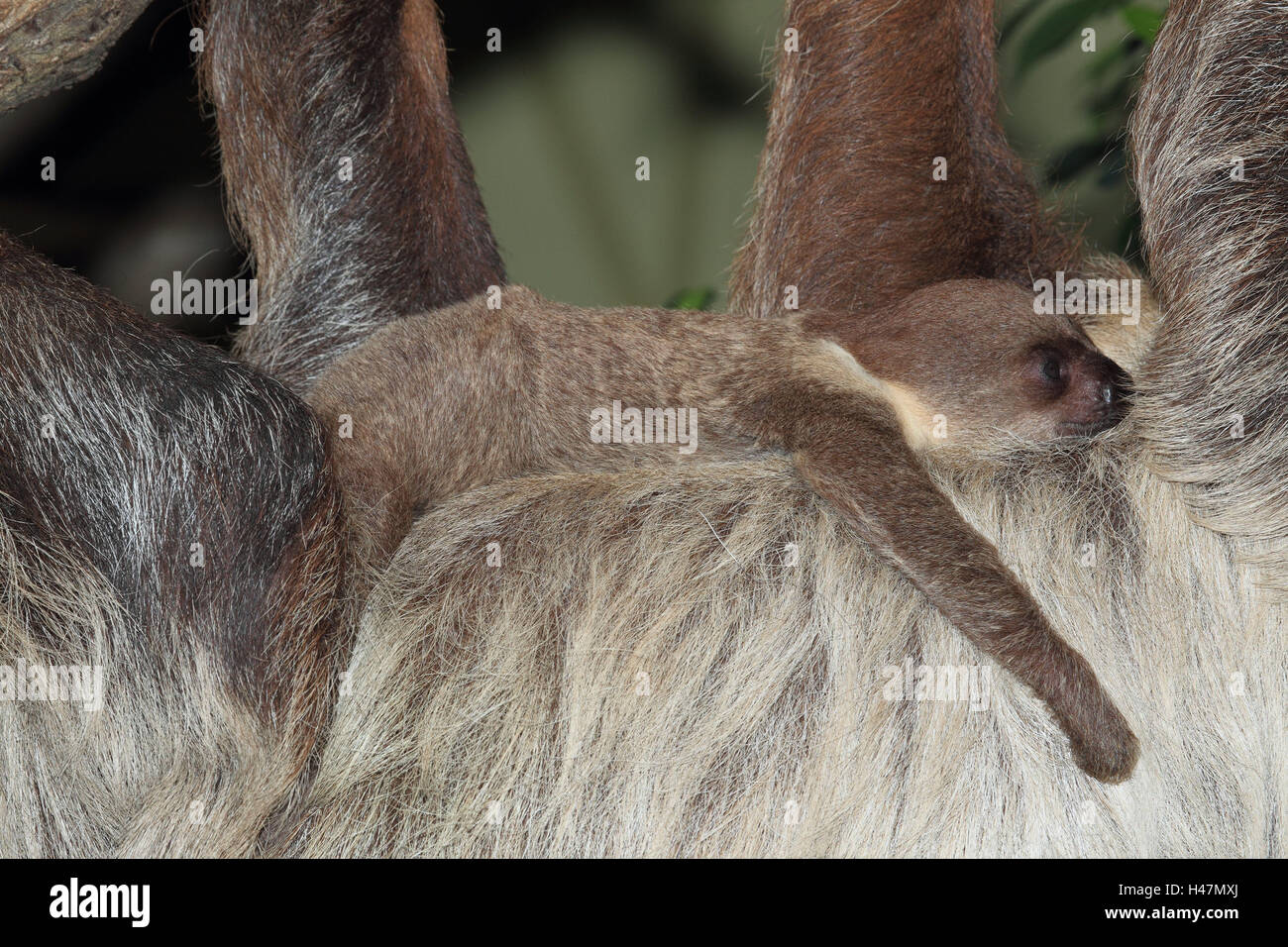 Finger sloth hi-res stock photography and images - Alamy