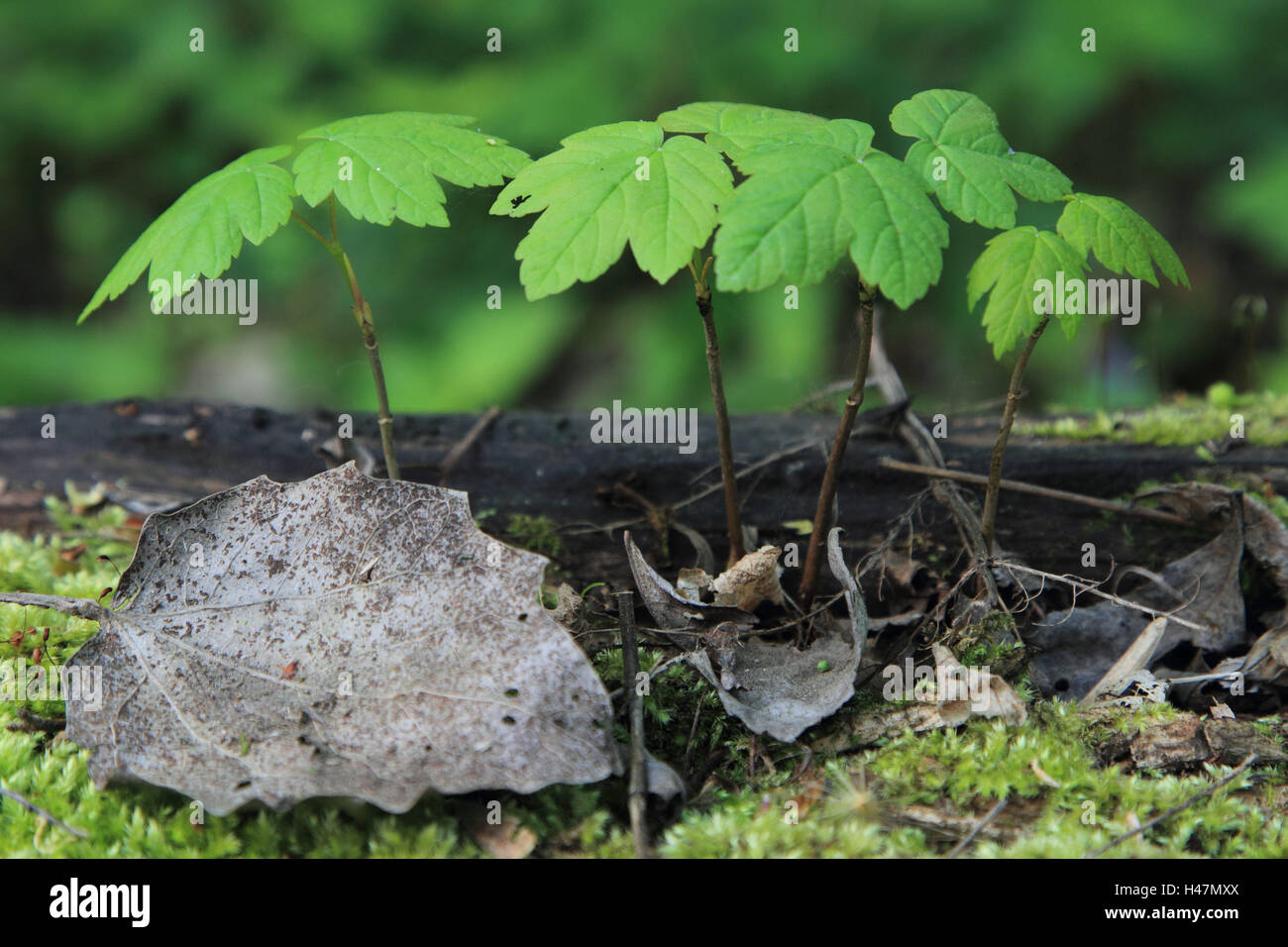 Maple instincts hi-res stock photography and images - Alamy