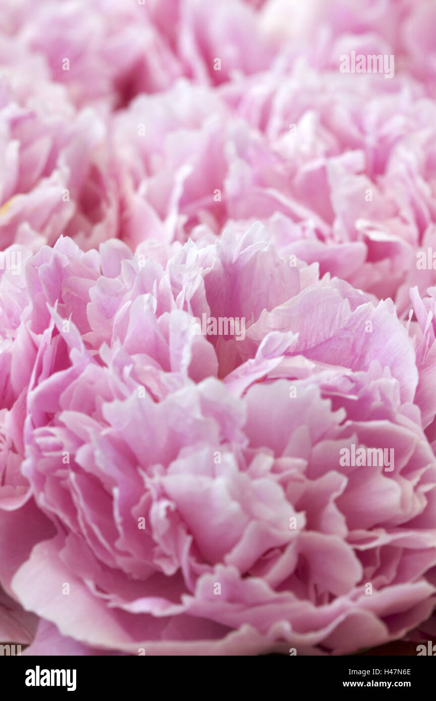 Paonien Stock Photos & Paonien Stock Images - Alamy