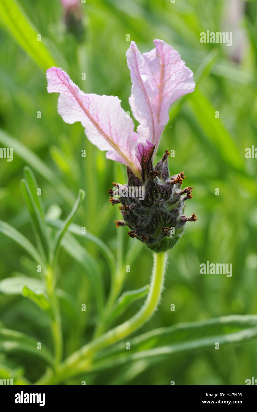 Shock hair lavenders, Lavendula stoechas, blossom, medium close-up ...