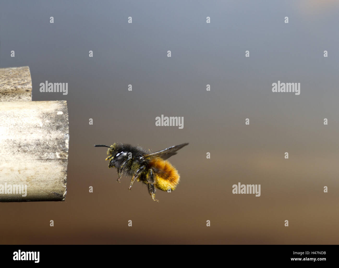 Defensive wall bees hi-res stock photography and images - Alamy