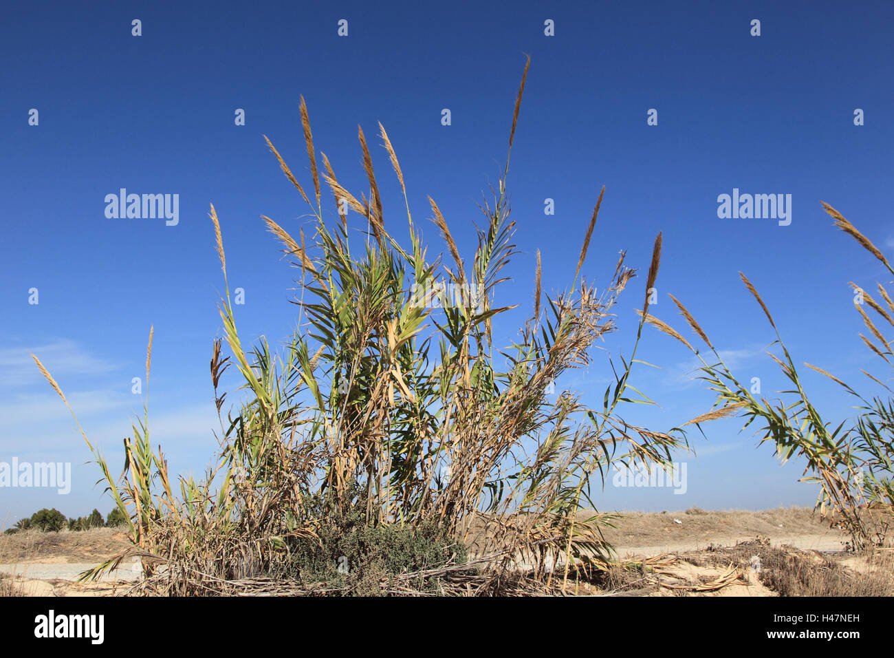 Gigantic reed hi-res stock photography and images - Alamy
