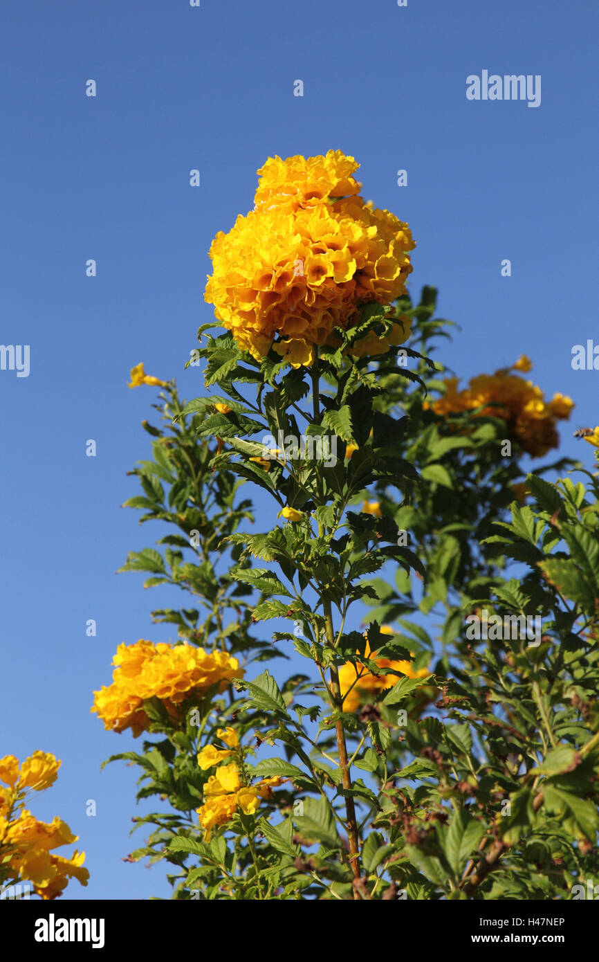 Golden tree, Tabebuia chrysantha, blossoms, yellow Stock Photo - Alamy