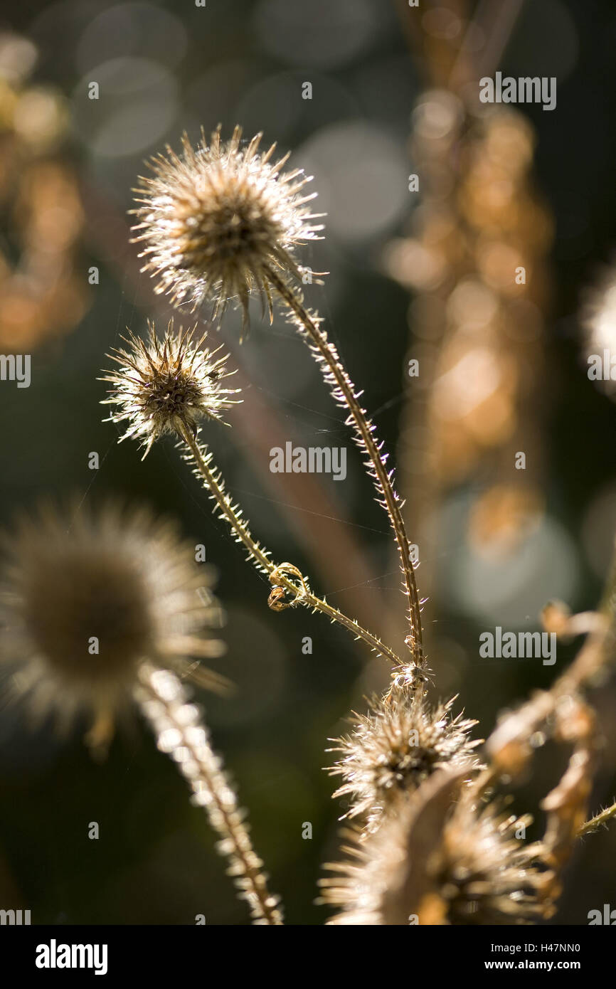 Burdocks hi-res stock photography and images - Alamy