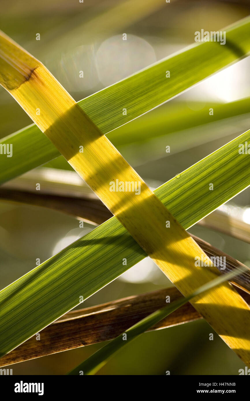 crossed leaves in the back light Stock Photo - Alamy