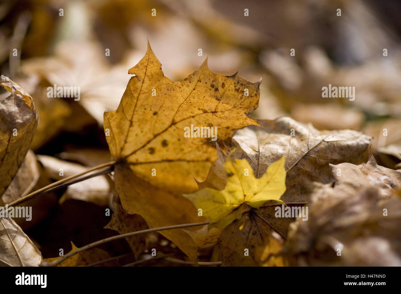 Autumn foliage in the floor Stock Photo - Alamy
