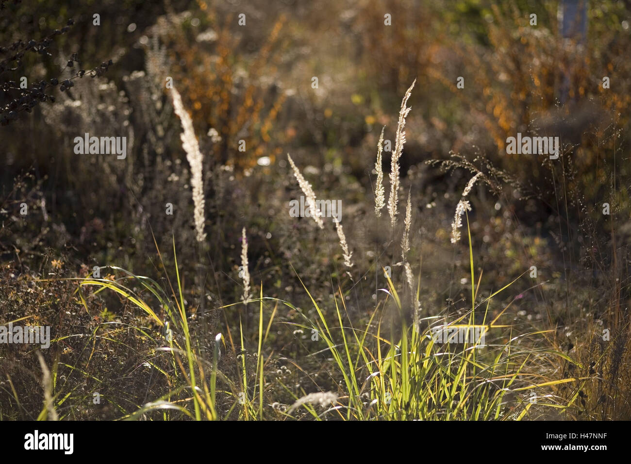 Grass ears in the back light Stock Photo - Alamy