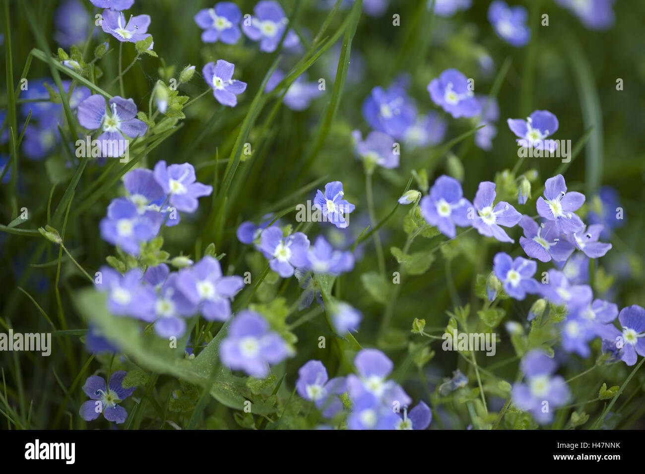 Veronica sp hi-res stock photography and images - Alamy