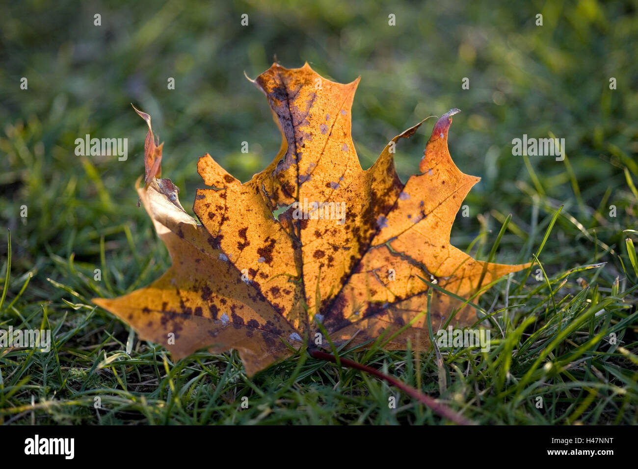 Holes in maple leaves hi-res stock photography and images - Alamy