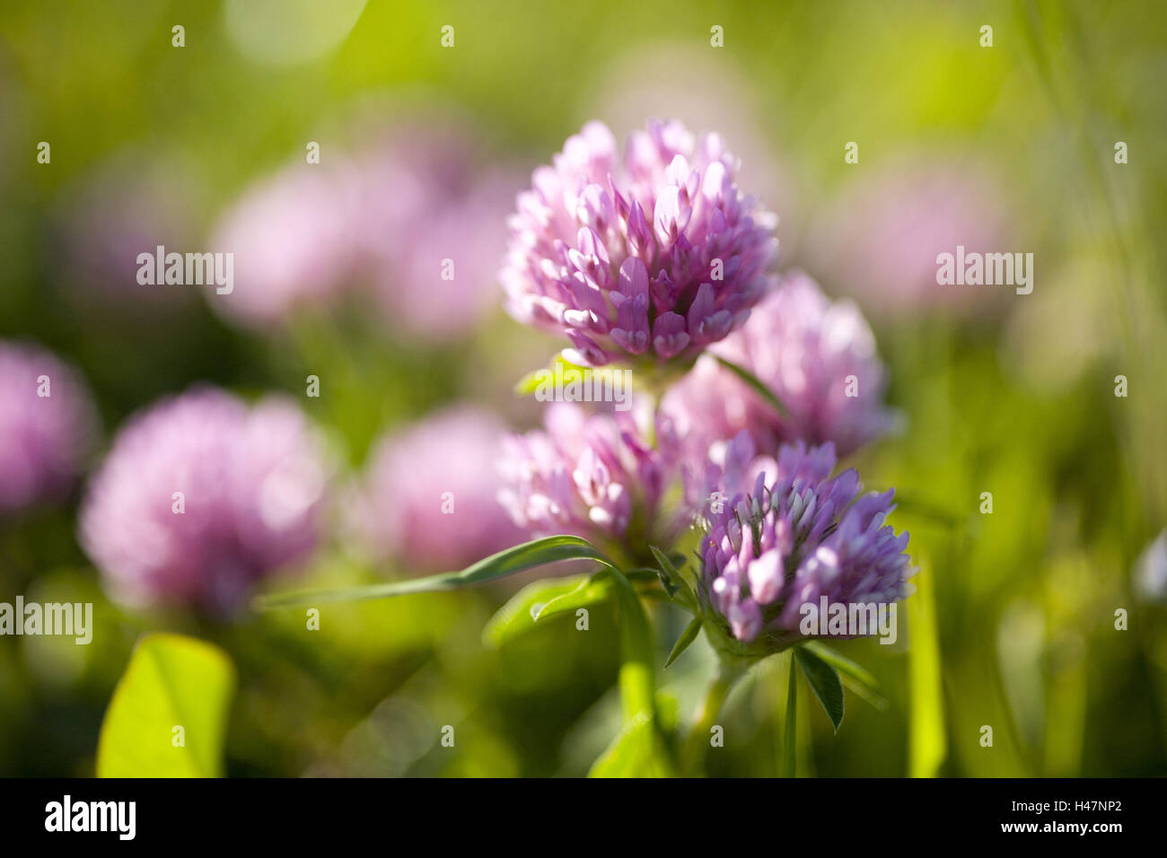 Clover meadow hi-res stock photography and images - Alamy