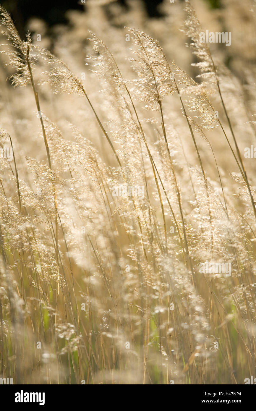 Reed grass in the back light Stock Photo - Alamy