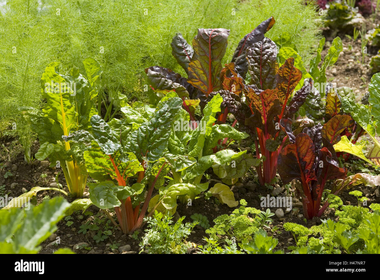 Mangold in the vegetable garden Stock Photo - Alamy