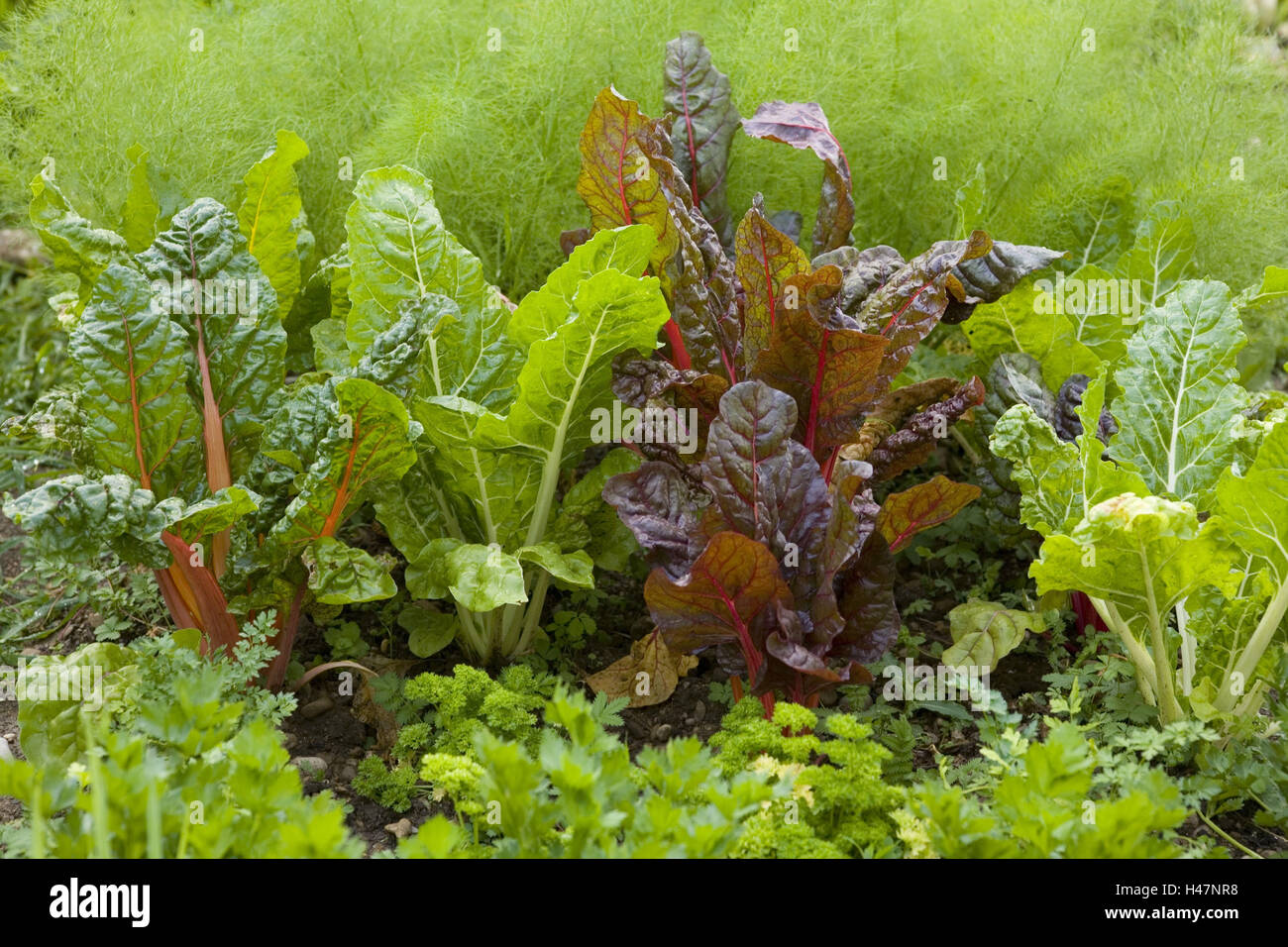 Mangold in the vegetable garden Stock Photo - Alamy