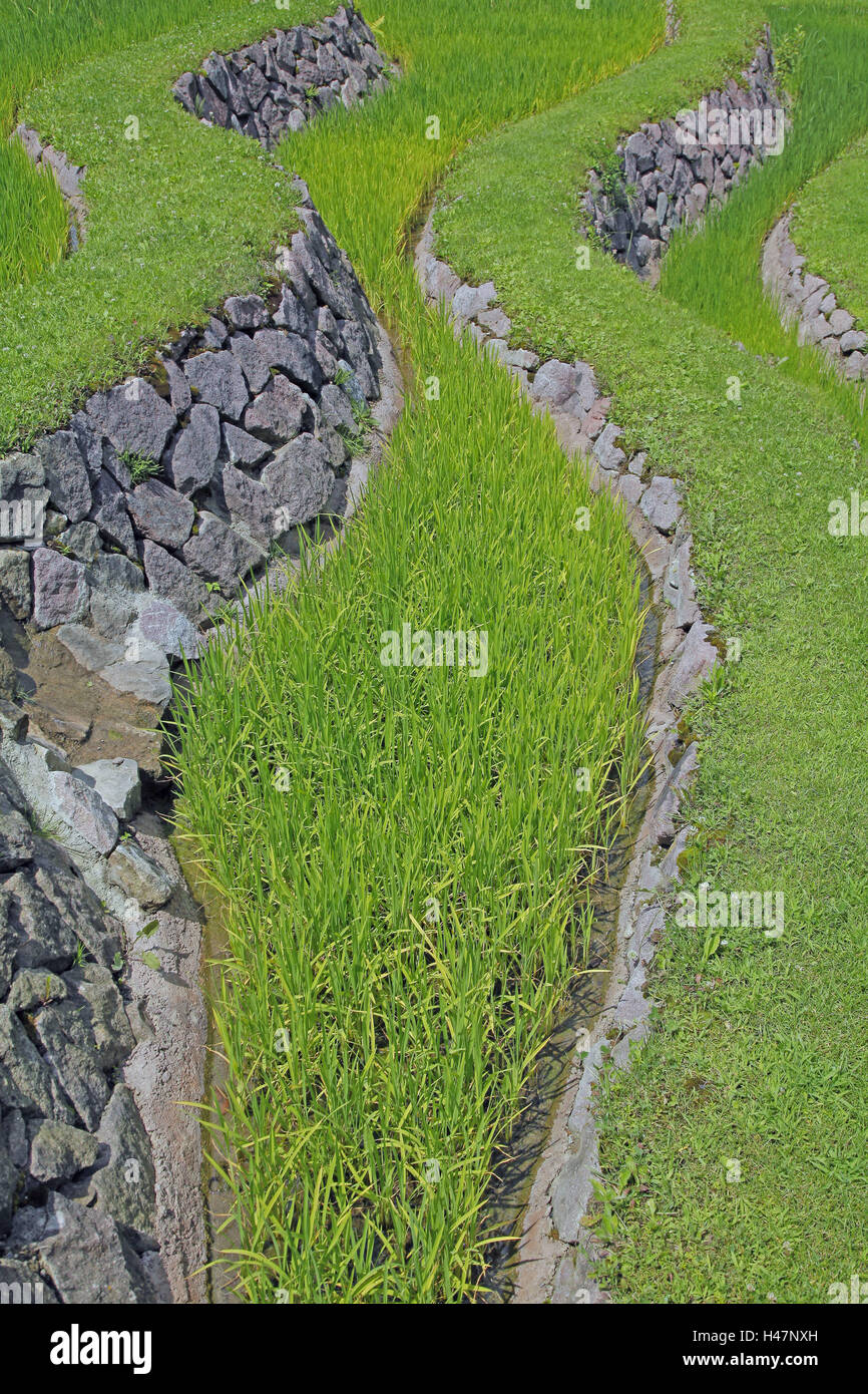 Rice field terraces, Italy, South Tyrol, Merano, health resort, garden ...