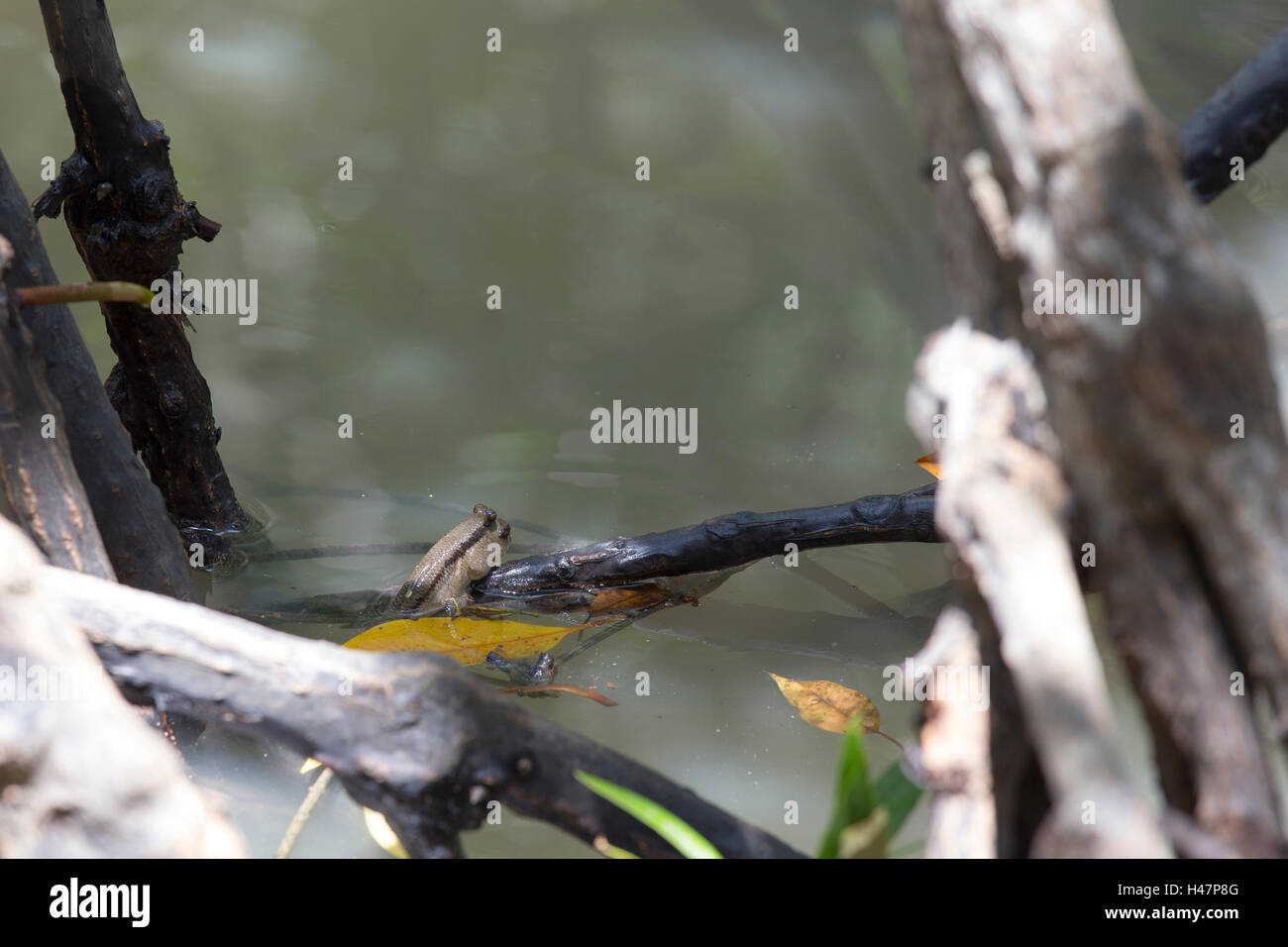 amphibian fish in Vietnam South Stock Photo - Alamy