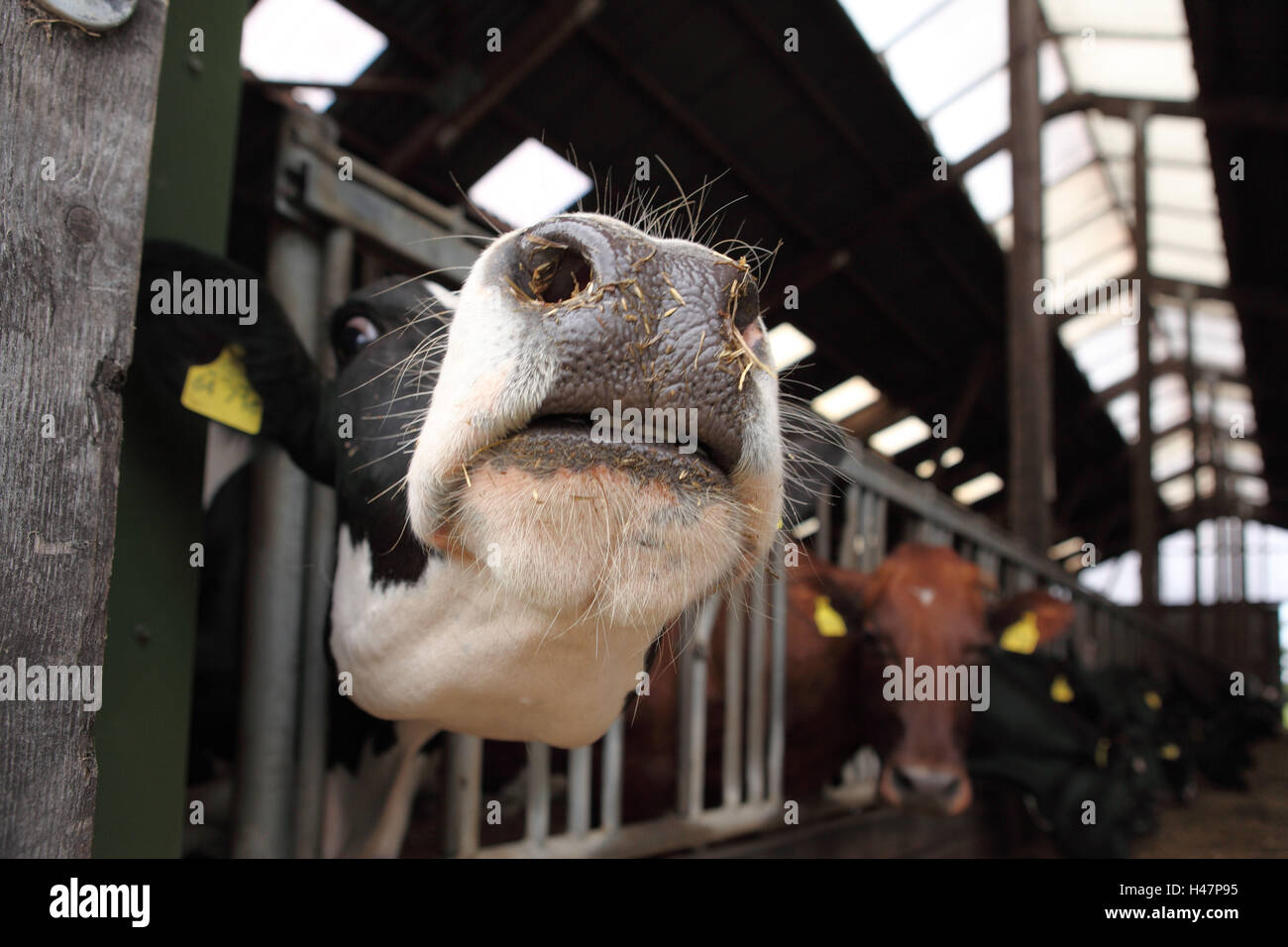 Farm, cowshed, cow, close-up Stock Photo - Alamy