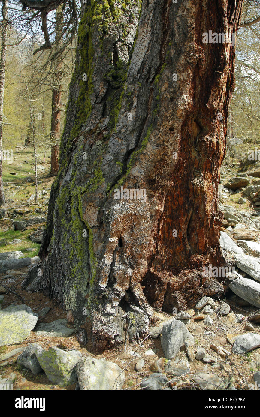 mighty strain of a larch, medium close-up, detail Stock Photo - Alamy