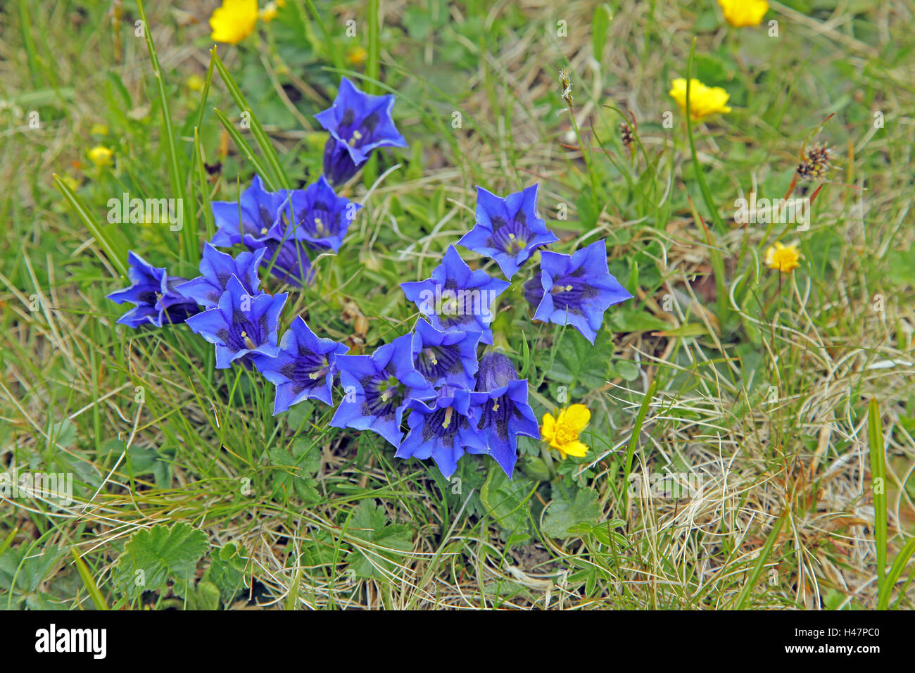 Alpine pasture room hi-res stock photography and images - Alamy