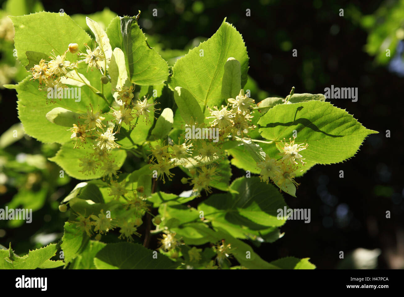 Lime tree blossoms hi-res stock photography and images - Alamy