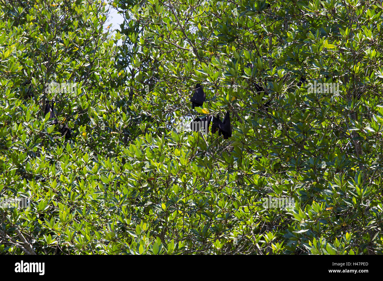Huge bats on a tree in Vietnam Stock Photo - Alamy