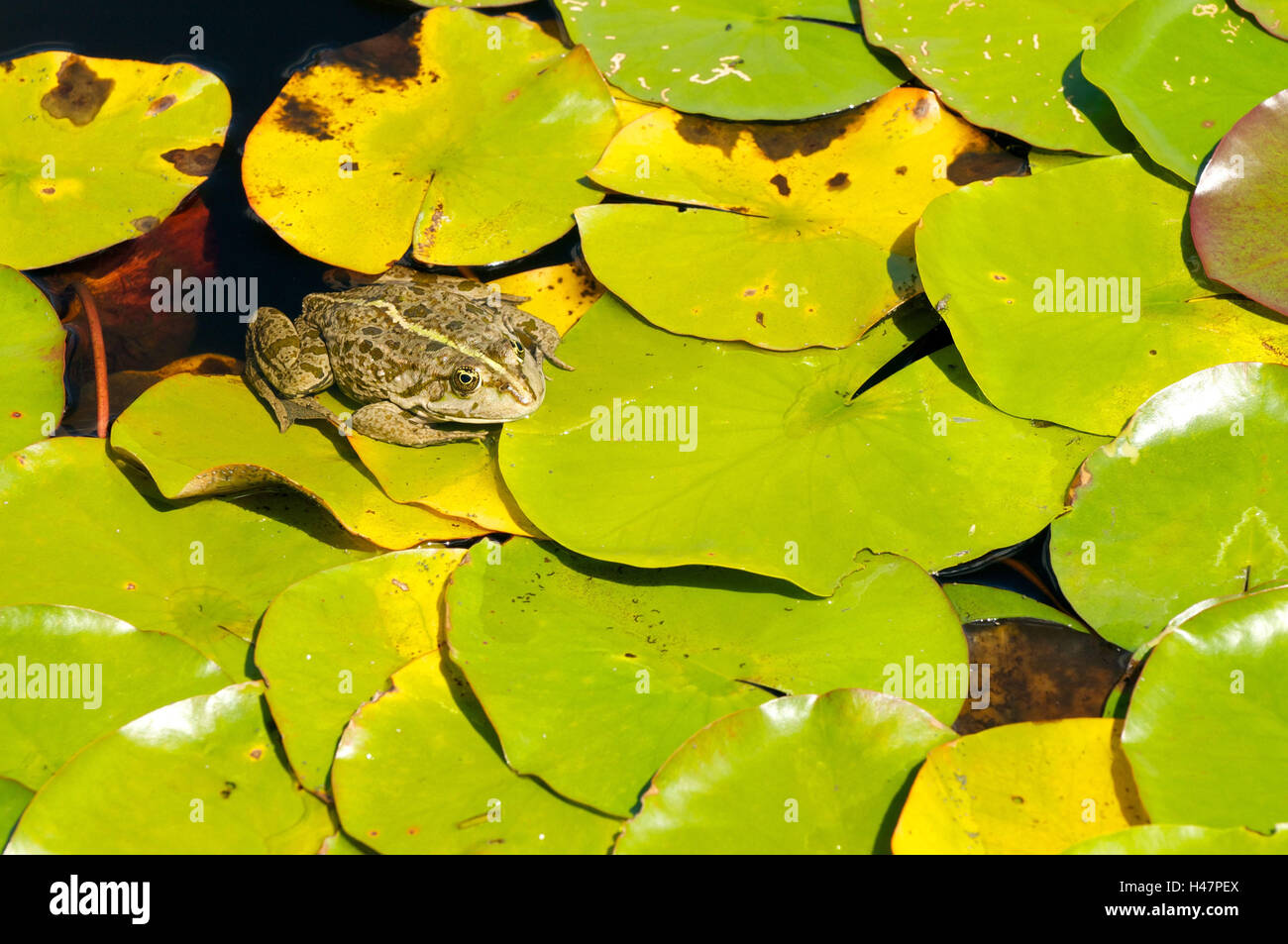 Frog On Leaves High Resolution Stock Photography and Images - Alamy