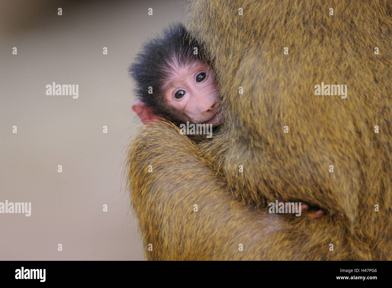 Guinea baboon, Papio papio, young animal, view camera Stock Photo - Alamy