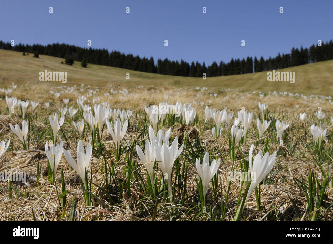 Spring crocuses, Crocus vernus ssp. albiflorus, crocus meadow, scenery ...