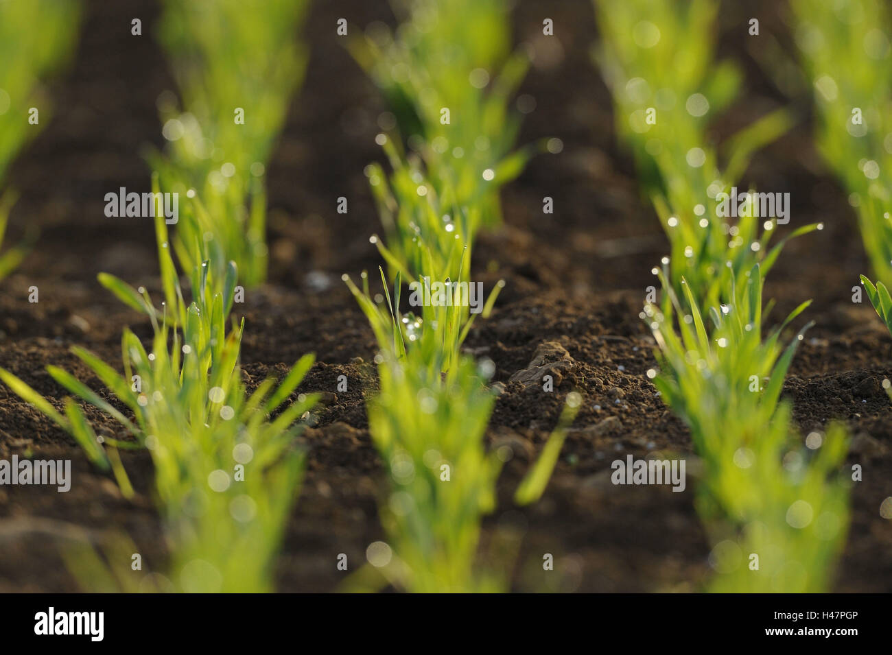 Grain, grain-field, young plants, wet Stock Photo - Alamy
