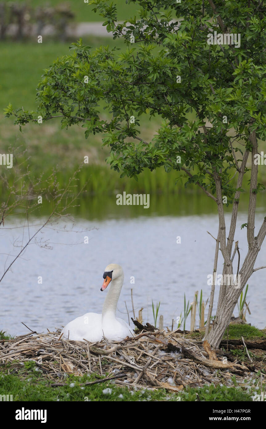 Hump swan, Cygnus olor, nest, hatch Stock Photo - Alamy