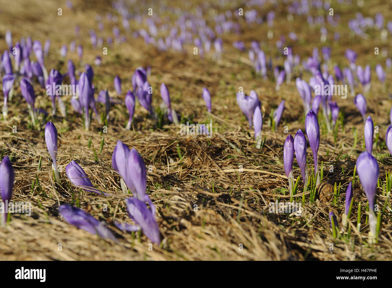 Spring crocuses, Crocus vernus ssp. albiflorus, mauve, crocus meadow ...