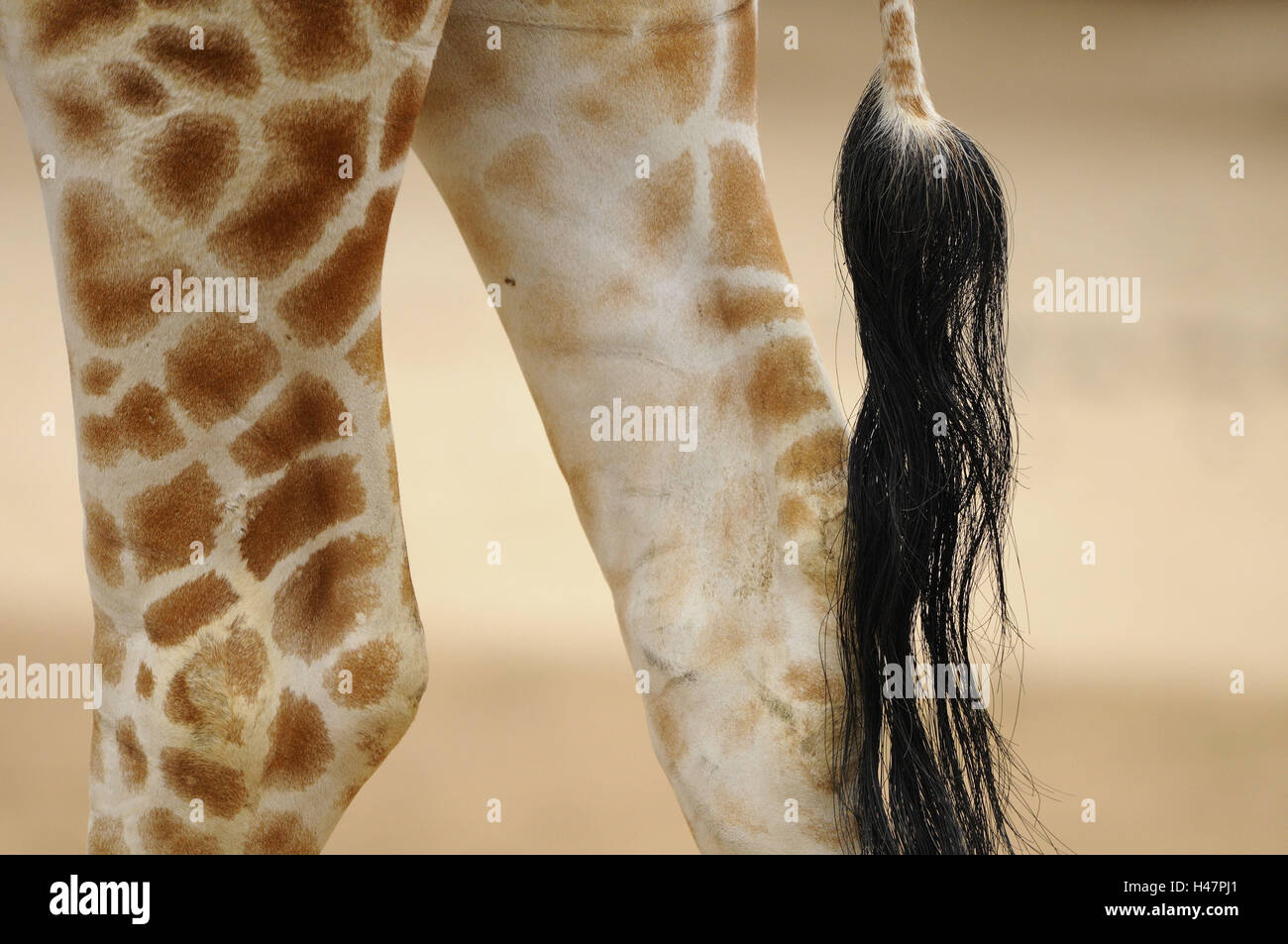 Giraffe feet hi-res stock photography and images - Alamy