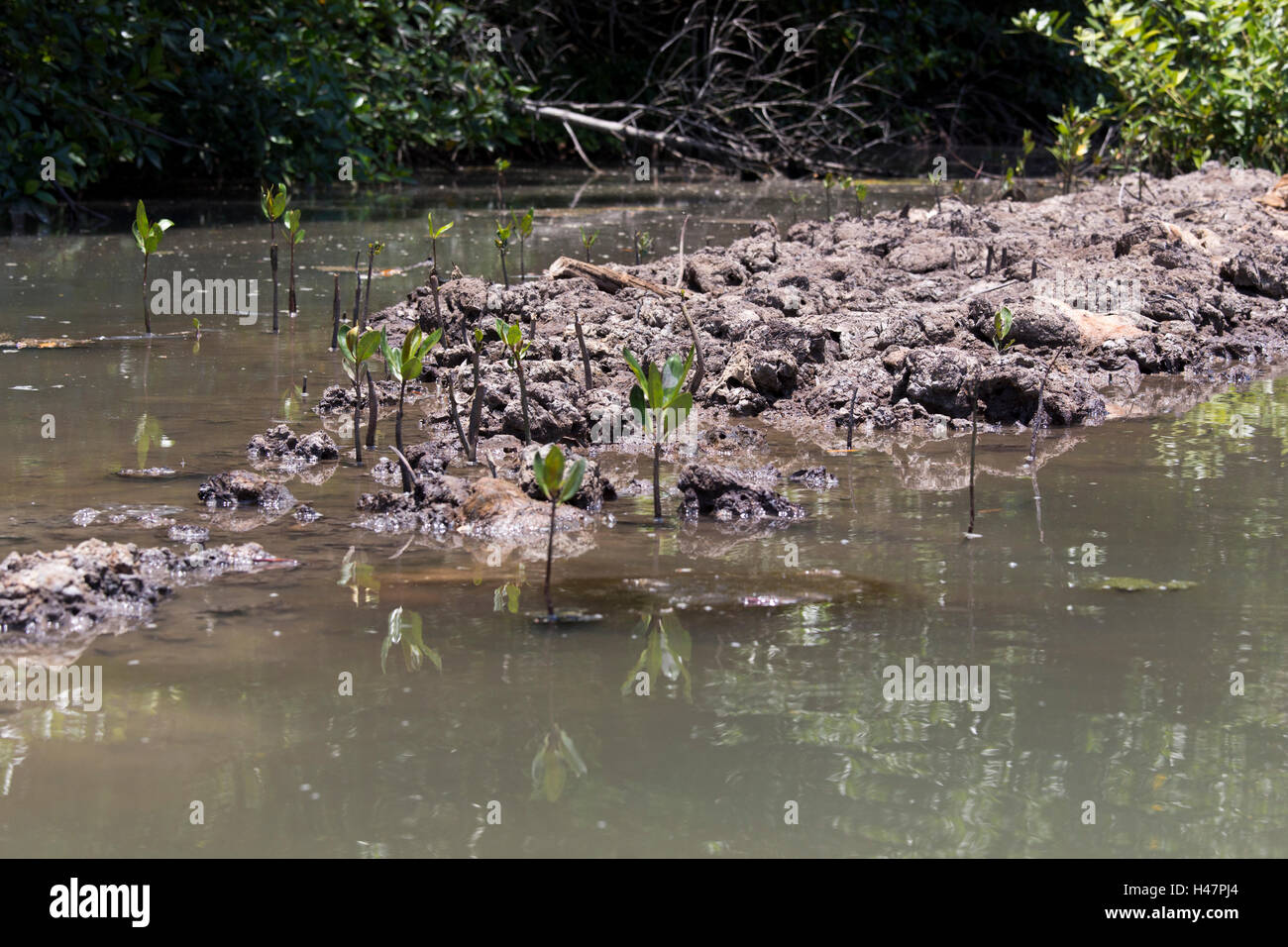Small mangrove tree in water, Vietnam Stock Photo - Alamy
