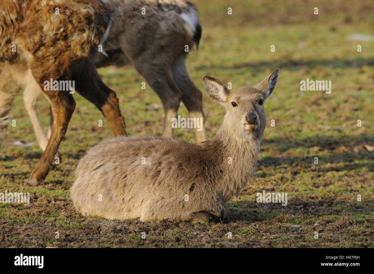 Dybowski deer, Cervus nippon dybowskii, view camera Stock Photo - Alamy