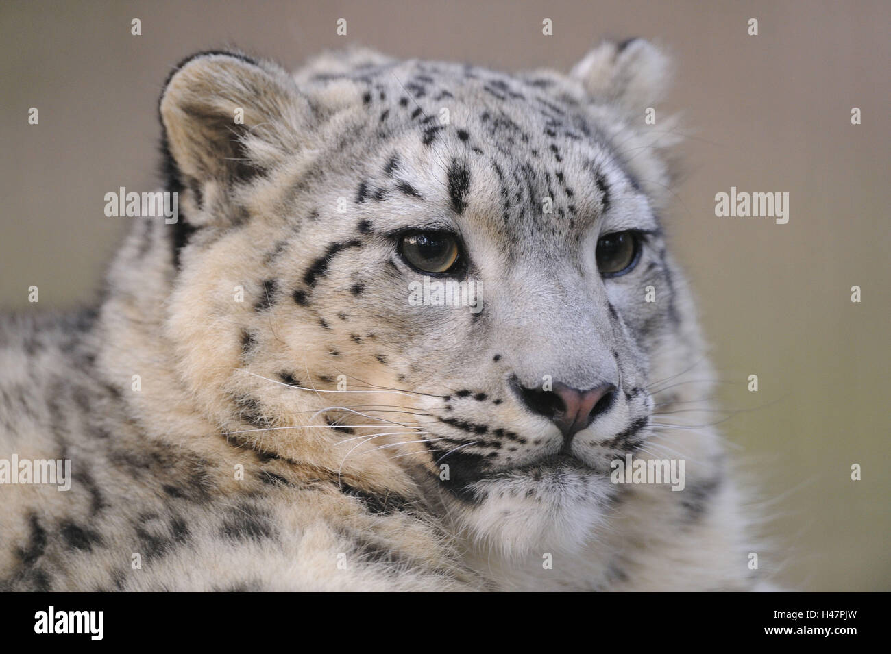 Close up snow leopard head hi-res stock photography and images - Alamy