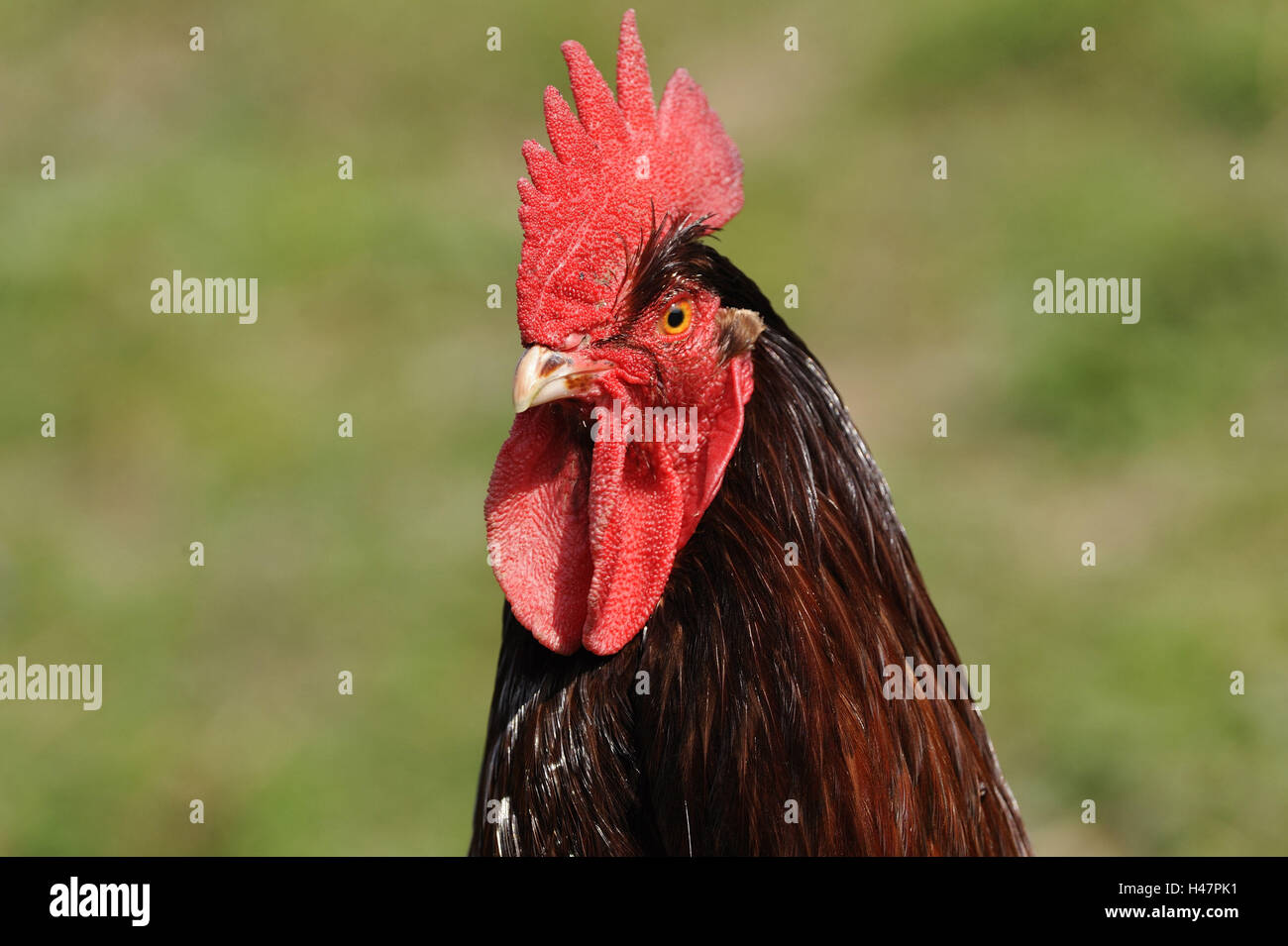 House chicken, tap, Gallus gallus domesticus, portrait Stock Photo - Alamy