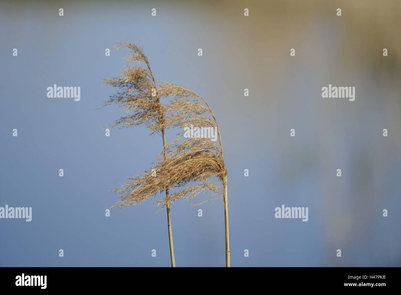 Reed, Phragmites australis, close up Stock Photo - Alamy