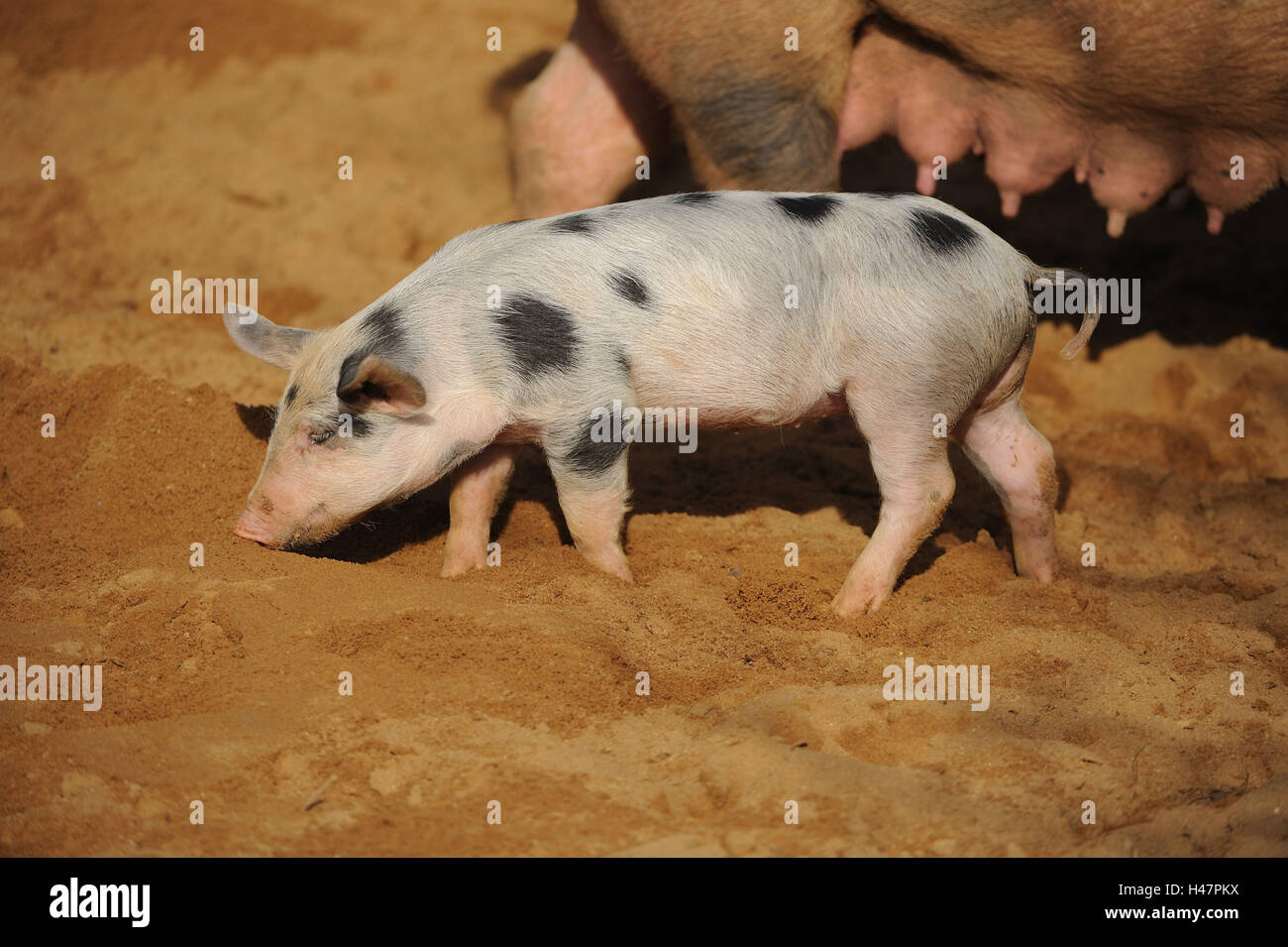 House pig, Sus scrofa domestica, piglet, side view Stock Photo - Alamy