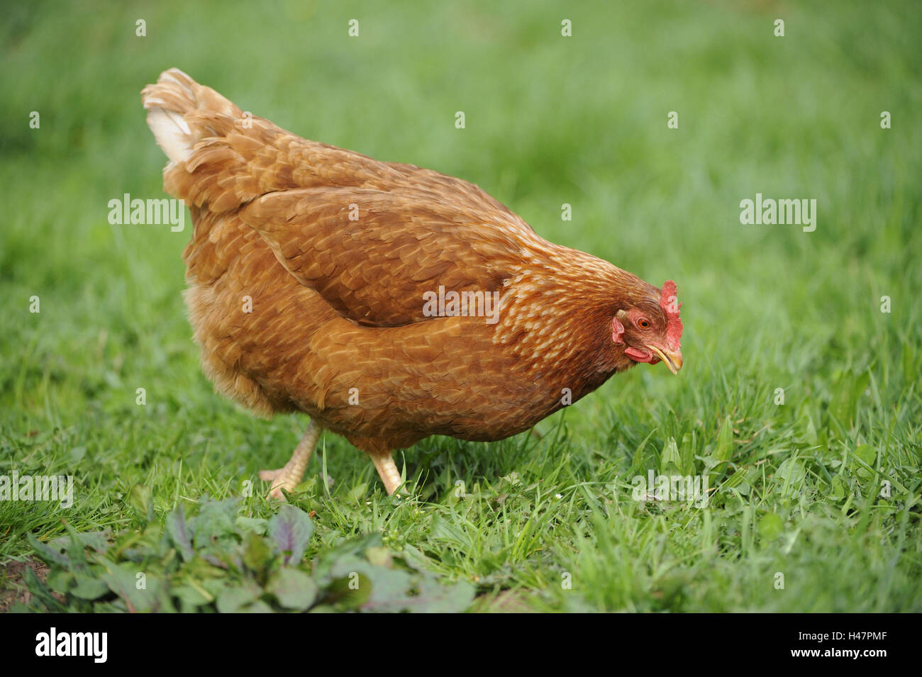 House chicken, Gallus gallus domesticus Stock Photo - Alamy