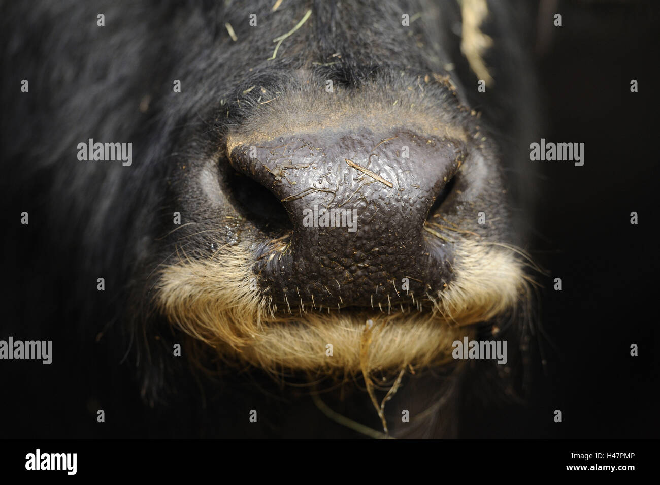 Water buffalo, boy's aluminium arnee, nose, mouth, medium close-up ...