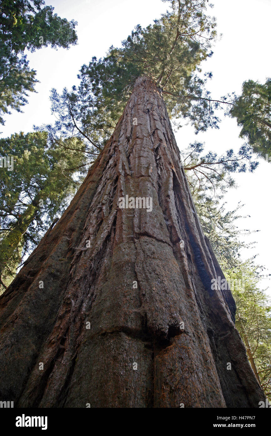 The USA, California, Sierra Nevada, Sequoia, national park, sequoia ...
