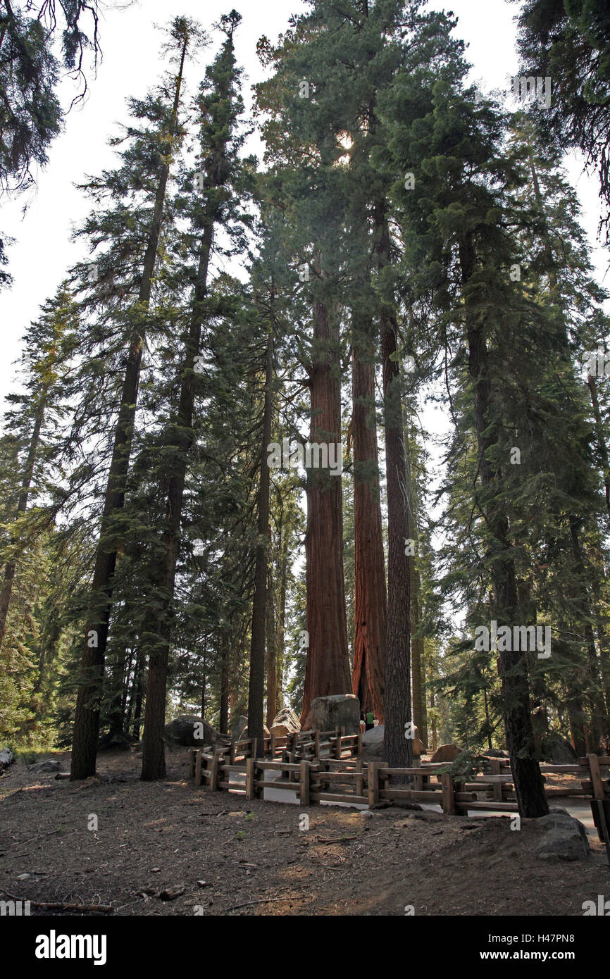 The USA, California, Sierra Nevada, Sequoia, national park, walking ...