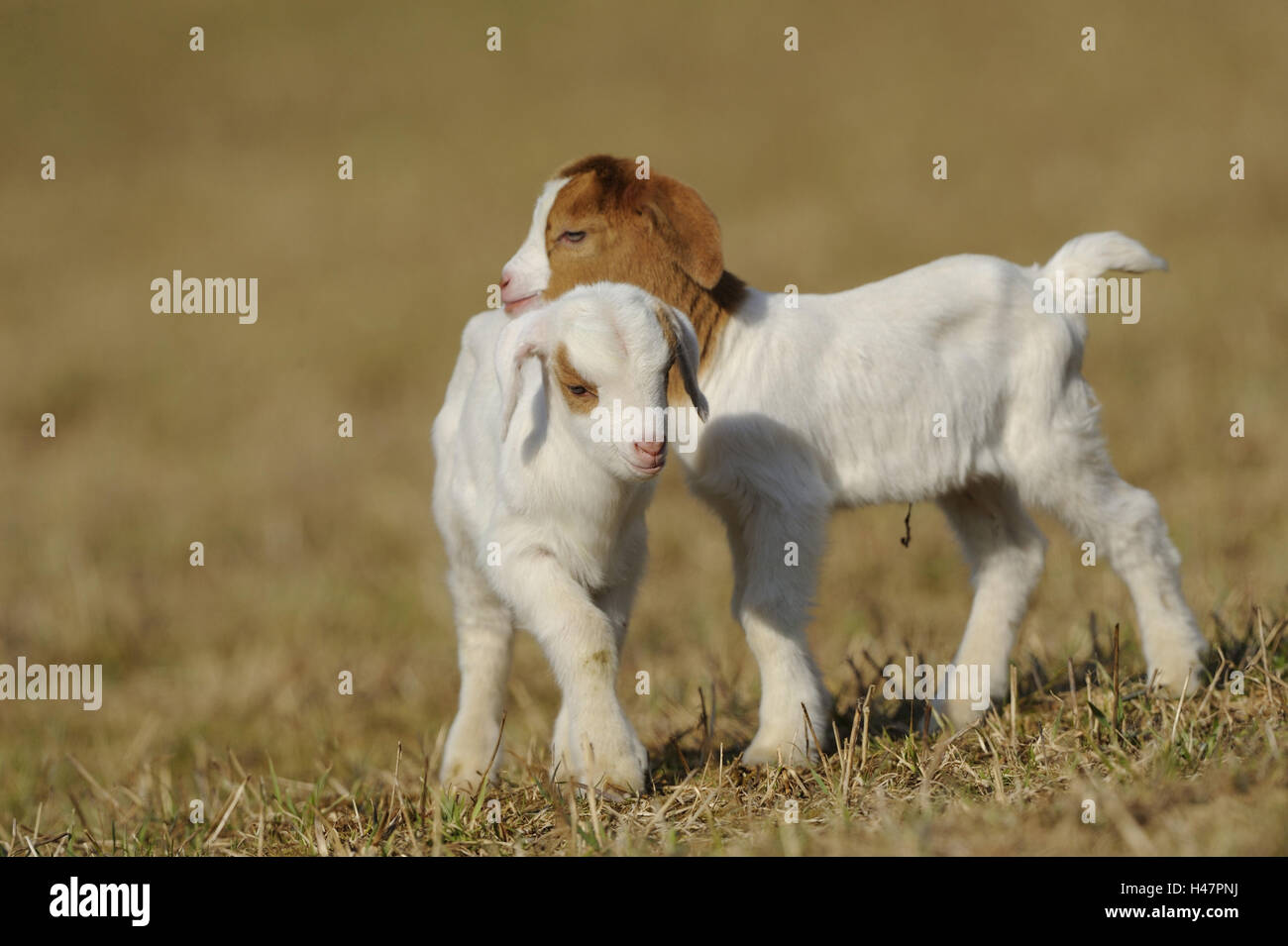 Boer's goats, two kids Stock Photo - Alamy