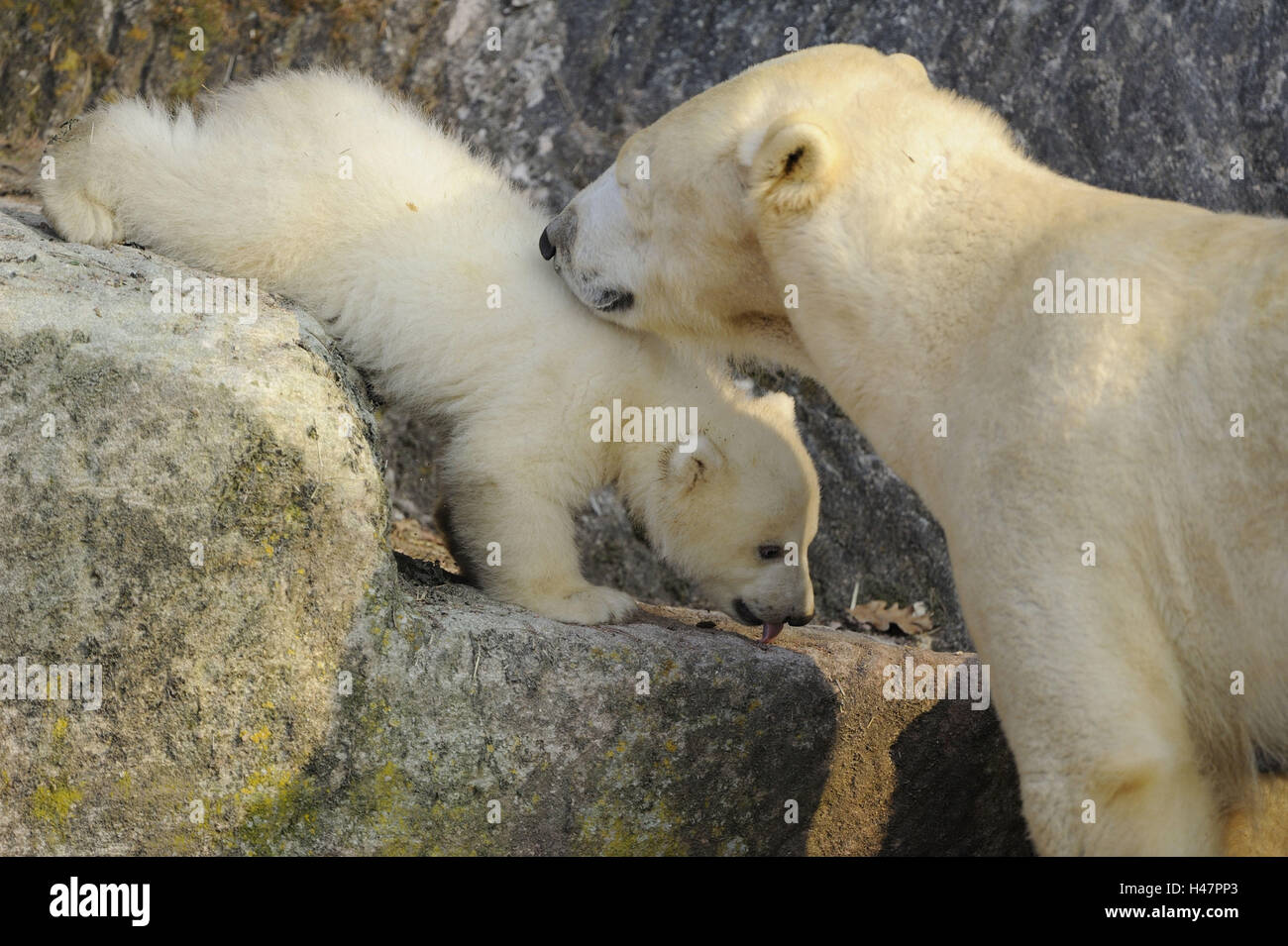 Polar bears, Ursus maritimus, mother animal, young animal Stock Photo ...