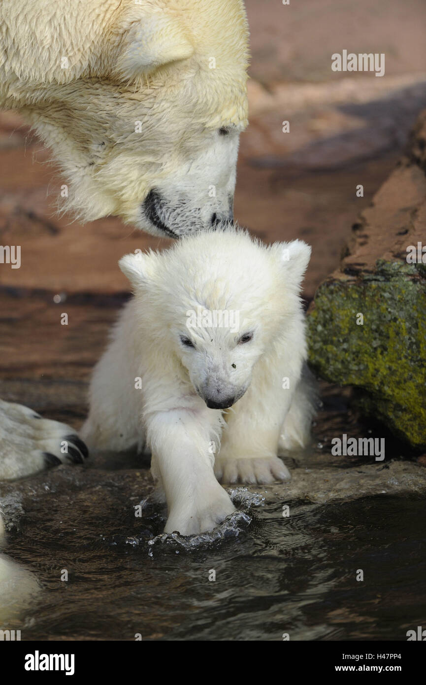 Polar bears, Ursus maritimus, mother animal, young animal Stock Photo ...