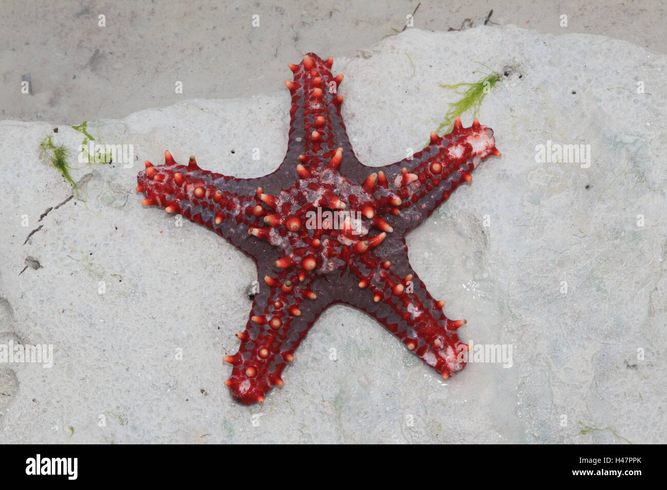 Indian ocean starfish hi-res stock photography and images - Alamy