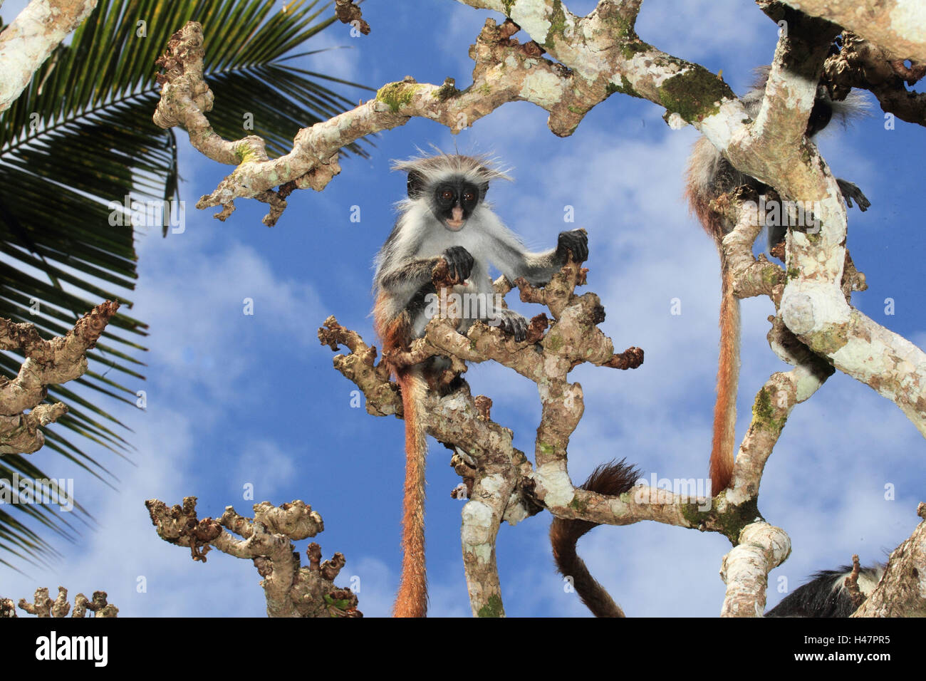 Zanzibar stump hi-res stock photography and images - Alamy